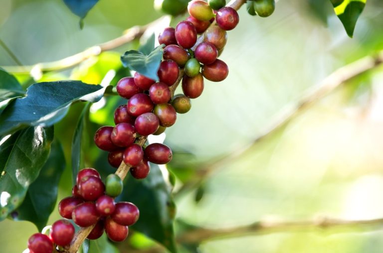 Coffee Agronomy - dfcu Foundation
